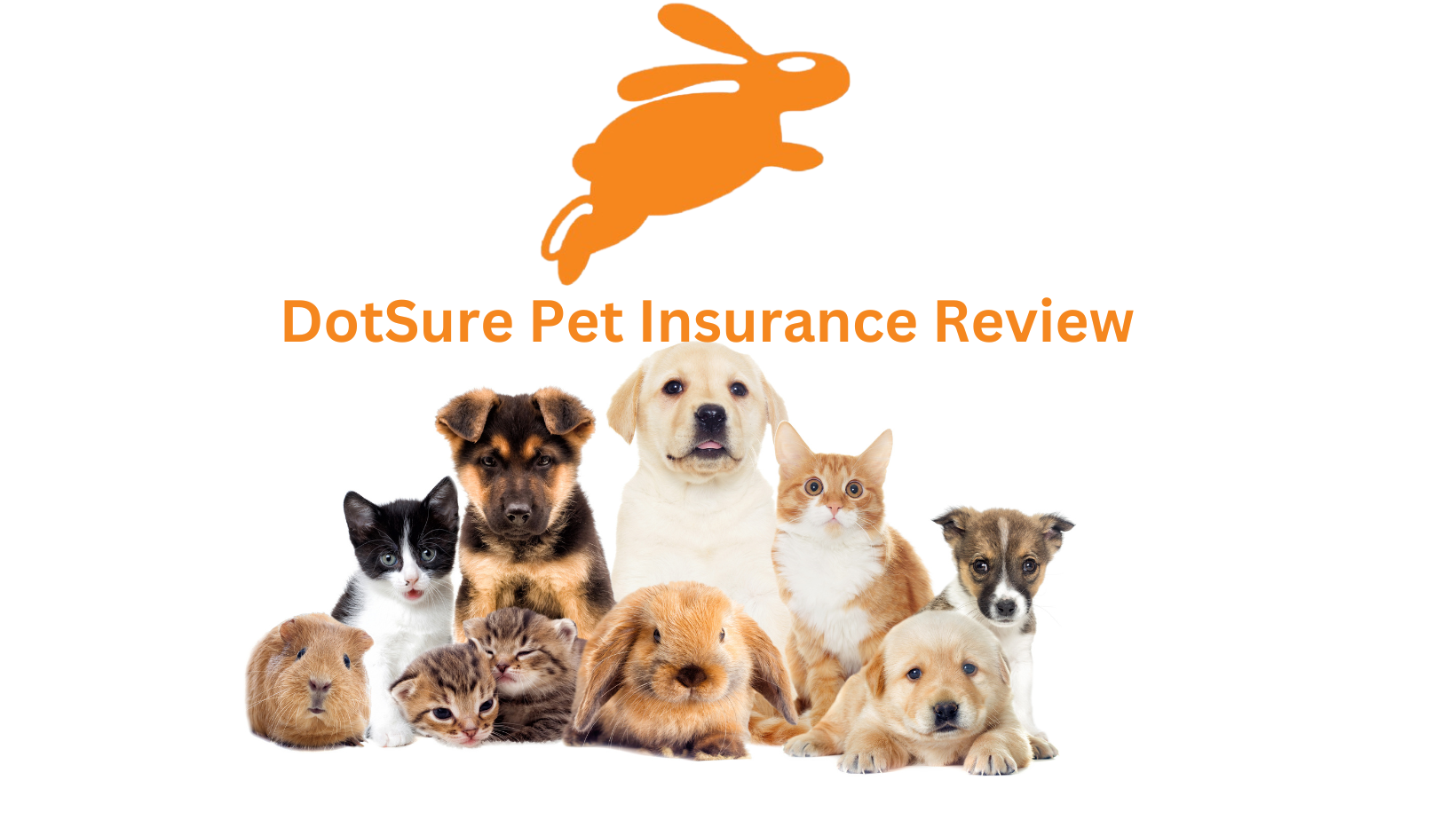DotSure Pet Insurance Review 2024 | Rateweb